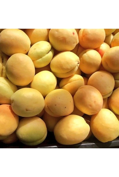 Anamur Naturel Tüplü Aşılı Iri Meyveli Iğdır Şalağı Aprikoz Kayısı Fidanı