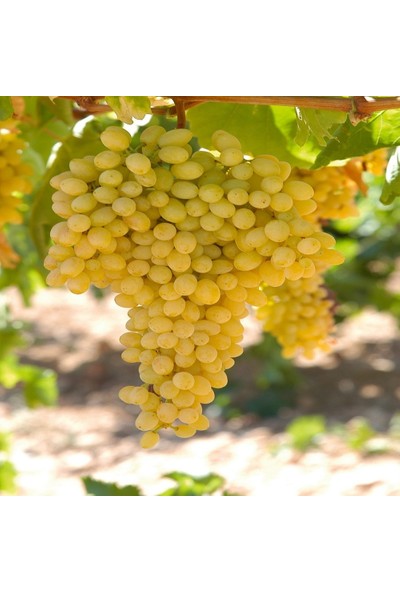 Anamur Naturel Tüplü Sofralık Izmir Çekirdeksiz Üzüm Fidanı