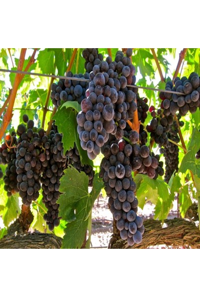 Anamur Naturel Tüplü Güzel Görünümlü Tekirdağ Çekirdeksiz Üzüm Fidanı Anamur Naturel Tüplü Güzel Görünümlü Tekirdağ Çekirdeksiz Üzüm Fidanı