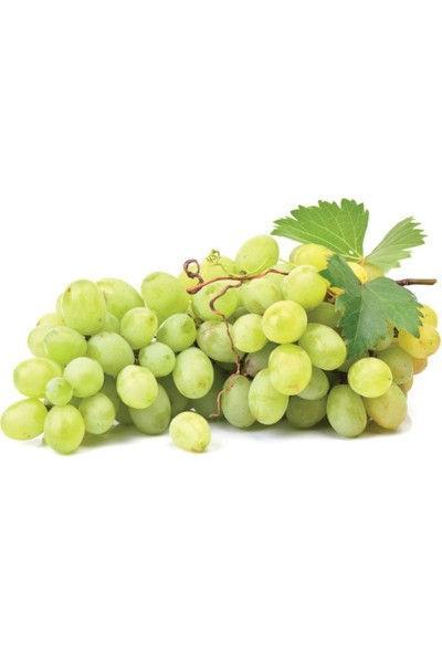 Anamur Naturel Tüplü Hızlı Gelişen Victoria Üzüm Fidanı Anamur Naturel Tüplü Hızlı Gelişen Victoria Üzüm Fidanı