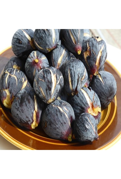 Anamur Naturel Tüplü Endemik Çeşit Karadeniz Patlıcan Renginde Incir Fidanı