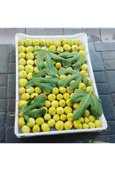 Anamur Naturel Tüplü Iri Aydın Sarısı Sofralık Kurutmalık Incir Fidanı