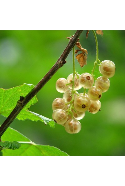 Anamur Naturel Tüplü Salkım Meyveli Beyaz Meyveli Frenk Üzümü Fidanı