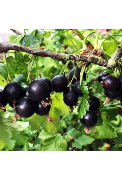 Anamur Naturel 2 Tad Bir Arada Frenk Üzümü Bektaşi Üzümü Melezi Josta Üzümü