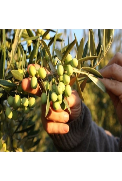 Anamur Naturel Tüplü Ispanyol Arbequina Erken Verime Yatan Bodur Zeytin Fidanı 1 Yaşında