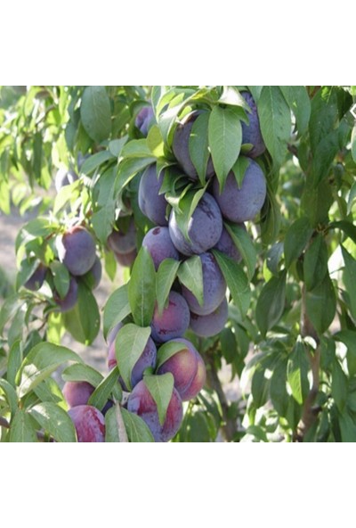 Anamur Naturel Tüplü Black Star Japon Erik Fidanı Anamur Naturel Tüplü Black Star Japon Erik Fidanı