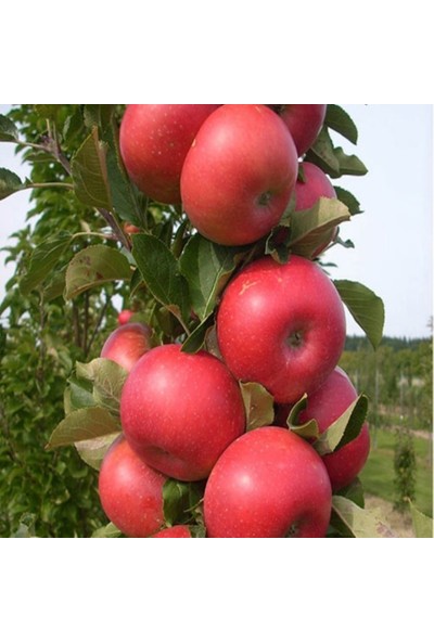 Anamur Naturel Tüplü Kütür Yemesi Olan Amasya Misket Elma Fidanı Anamur Naturel Tüplü Kütür Yemesi Olan Amasya Misket Elma Fidanı