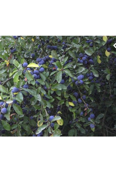 Anamur Naturel Tüplü Kokulu Çakal Eriği Fidanı