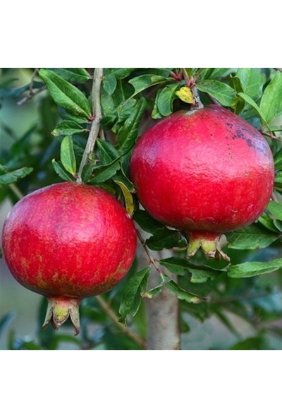 Anamur Naturel Tüplü Yüksek Aromalı Tatlı Meyveli Çekirdeksiz Esin Nar Fidanı