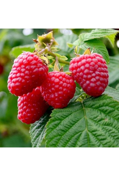 Anamur Naturel Tüplü Yediveren Kokulu Heritage Ahududu Fidanı