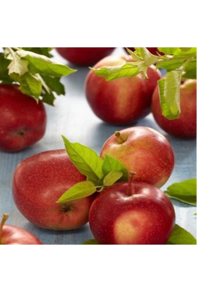 Anamur Naturel Tüplü Yazlık Mayhoş Summer Red Elma Fidanı