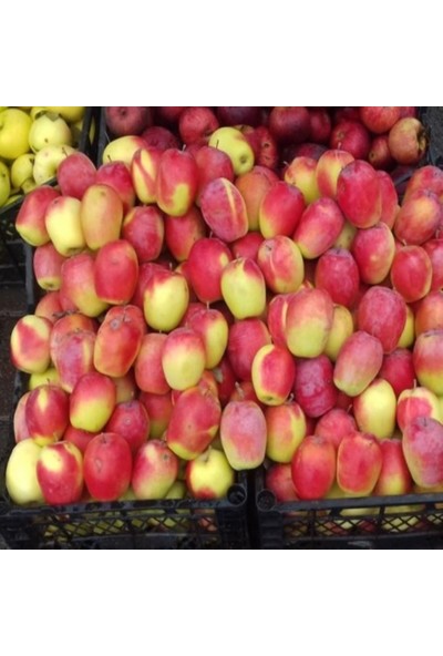 Anamur Naturel Tüplü Kars Kağızman Endemik Uzun Elma Fidanı Anamur Naturel Tüplü Kars Kağızman Endemik Uzun Elma Fidanı