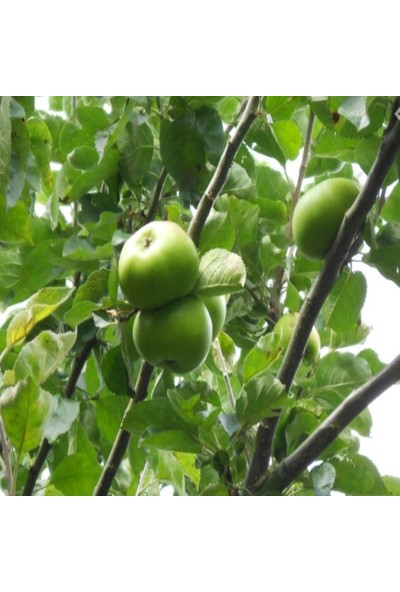 Anamur Naturel Tüplü Mayhoş Osmanlı Gümüşhane Basık Elması Fidanı