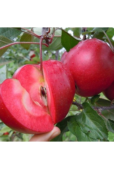 Anamur Naturel Tüplü Içi Dışı Kırmızı Elma Red Meat Fidanı