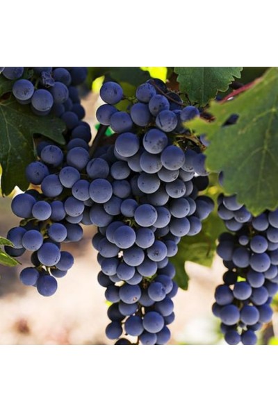 Anamur Naturel Tüplü Kokulu Siyah Şaraplık Cabernet Sauvignon Üzüm Fidanı Anamur Naturel Tüplü Kokulu Siyah Şaraplık Cabernet Sauvignon Üzüm Fidanı