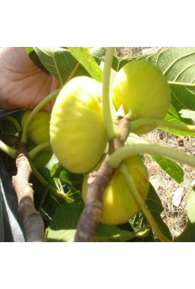 Anamur Naturel Tüplü Iri Meyveli Ballı Sofralık Kurutmalık Incir Fidanı