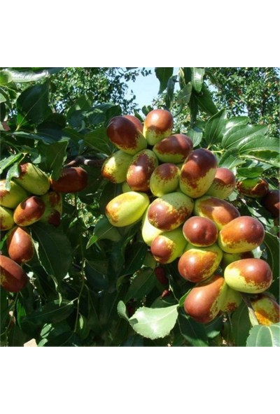 Anamur Naturel Tüplü Big Purple Iri Meyveli Salkım Hünnap Fidanı