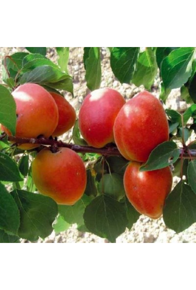 Anamur Naturel Tüplü Dev Meyveli Perfect Red Kayısı Fidanı Anamur Naturel Tüplü Dev Meyveli Perfect Red Kayısı Fidanı