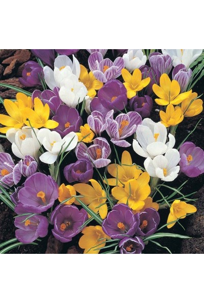 Anamur Naturel Mixed (Karışık) Renkli Çiğdem Soğanı (5 Adet) Anamur Naturel Mixed (Karışık) Renkli Çiğdem Soğanı (5 Adet)