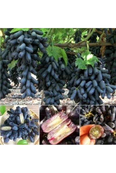 Mevsim Fidancılık Peyzaj Açık Kök Siyah Çekirdeksiz Black Finger Üzüm Fidanı ( 2 Yaşında Boy 50-70 cm )