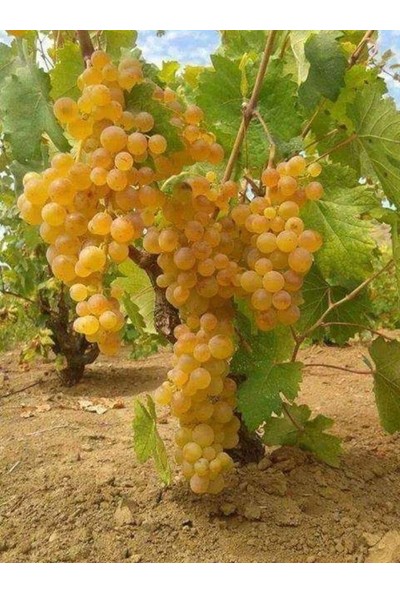 Mevsim Fidancılık Peyzaj Açık Kök Kabarcık Üzüm ( 2 Yaşında Boy 50-70 cm )(Asma-Bağ) Fidanı