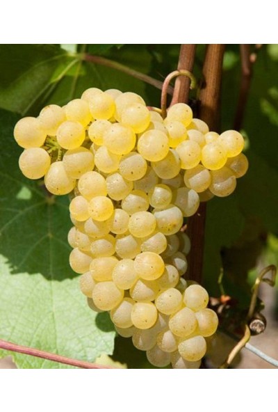 Mevsim Fidancılık Peyzaj Açık Kök Narince Beyaz Üzüm Fidanı ( 2 Yaşında Boy 50-70 cm )(Asma-Bağ) Fidanı Mevsim Fidancılık Peyzaj Açık Kök Narince Beyaz Üzüm Fidanı ( 2 Yaşında Boy 50-70 cm )(Asma-Bağ) Fidanı