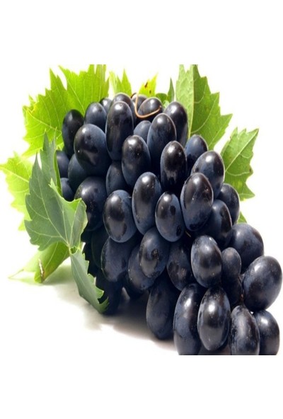 Mevsim Fidancılık Peyzaj Açık Kök Antep Karası ( 2 Yaşında Boy 50-70 cm )Oval Üzüm (Asma-Bağ) Fidanı Mevsim Fidancılık Peyzaj Açık Kök Antep Karası ( 2 Yaşında Boy 50-70 cm )Oval Üzüm (Asma-Bağ) Fidanı