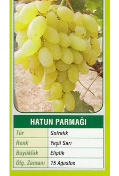 Mevsim Fidancılık Peyzaj Açık Kök Asma Üzüm Fidanı Hatun Parmağı ( 2 Yaşında Boy 50-70 cm ) Mevsim Fidancılık Peyzaj Açık Kök Asma Üzüm Fidanı Hatun Parmağı ( 2 Yaşında Boy 50-70 cm )