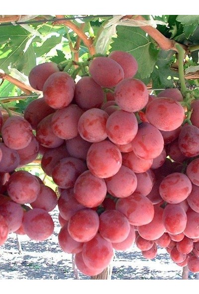 Mevsim Fidancılık Peyzaj Açık Kök Red Globe ( 2 Yaşında Boy 50-70 cm )Pembe Üzüm Fidanı