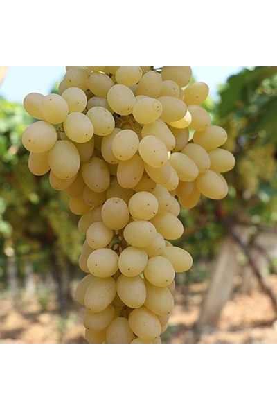 Mevsim Fidancılık Peyzaj Açık Kök Sultani Çekirdeksiz ( 2 Yaşında Boy 50-70 cm ) Beyaz Üzüm Fidanı Asma Mevsim Fidancılık Peyzaj Açık Kök Sultani Çekirdeksiz ( 2 Yaşında Boy 50-70 cm ) Beyaz Üzüm Fidanı Asma