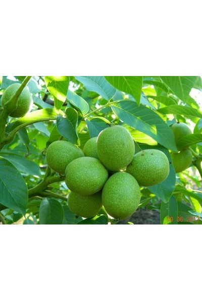 Mevsim Fidancılık Peyzaj Açık Kök Bodur Fernette Ceviz Fidanı( 2 Yaşında Boy 120 cm )