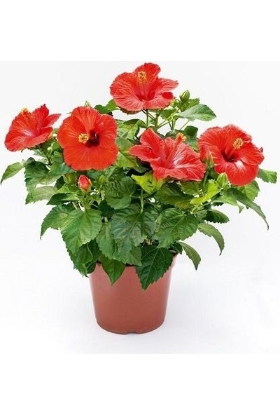 Mevsim Fidancılık Peyzaj Tüplü Yediveren Kırmızı Japon Gülü Fidanı