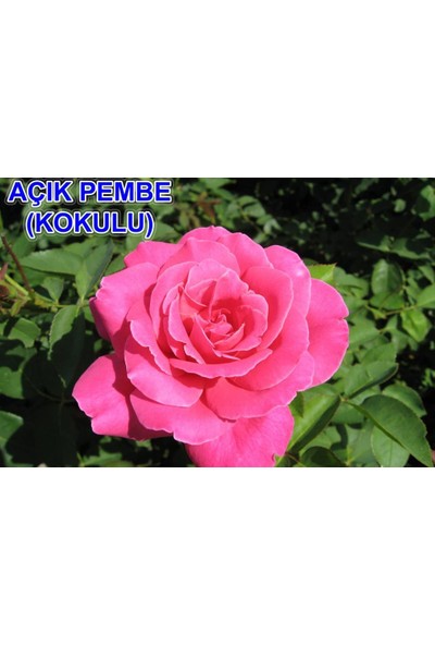 Mevsim Fidancılık Peyzaj Tüplü Yediveren Kokulu Açık Pembe Gül Fidanı Mevsim Fidancılık Peyzaj Tüplü Yediveren Kokulu Açık Pembe Gül Fidanı