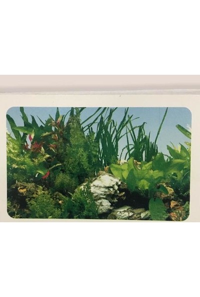 Angora Akvaryum Arkası Iki Yönlü Plastik Poster 100 cm x 50 cm Angora Akvaryum Arkası Iki Yönlü Plastik Poster 100 cm x 50 cm