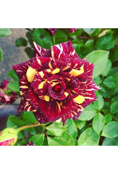 Rüzgar Botanik Sihirbaz Gülü 1çiçeği Fidanı Saksılı 40 - 60 cm Rüzgar Botanik Sihirbaz Gülü 1çiçeği Fidanı Saksılı 40 - 60 cm