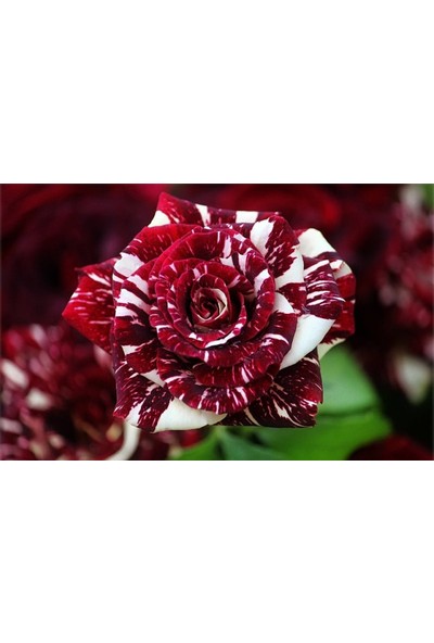 Rüzgar Botanik Sihirbaz Gülü 3 Çiçeği Fidanı Saksılı 40 - 60 cm Rüzgar Botanik Sihirbaz Gülü 3 Çiçeği Fidanı Saksılı 40 - 60 cm