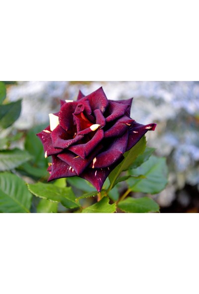 Rüzgar Botanik Sihirbaz Gülü 4 Çiçeği Fidanı Saksılı 40 - 60 cm Rüzgar Botanik Sihirbaz Gülü 4 Çiçeği Fidanı Saksılı 40 - 60 cm