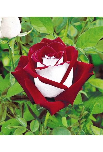Rüzgar Botanik Türkiye Gülü Çiçeği Fidanı Saksılı 40 - 60 cm