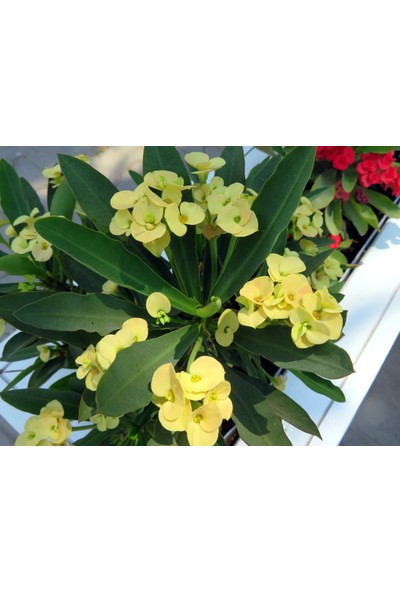 Ucuzluk Diyarı 1 Adet Sarı Dikenler Tacı Fidanı Ithal Euphorbia Mi̇lli̇ Ucuzluk Diyarı 1 Adet Sarı Dikenler Tacı Fidanı Ithal Euphorbia Mi̇lli̇