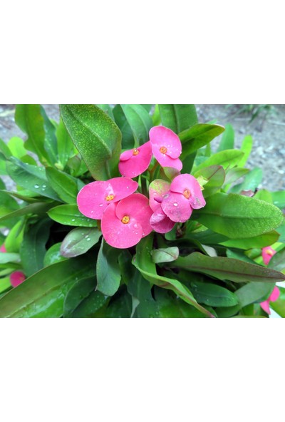 Ucuzluk Diyarı 1 Adet Pembe Dikenler Tacı Fidanı Ithal Euphorbia Mi̇lli̇ Ucuzluk Diyarı 1 Adet Pembe Dikenler Tacı Fidanı Ithal Euphorbia Mi̇lli̇