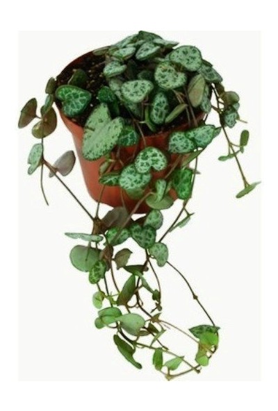 Saksılı ( Kalp Kalbe Karşı Çiçeği )( 5.5 Luk Saksıda ) Hoya Curtisii Saksılı ( Kalp Kalbe Karşı Çiçeği )( 5.5 Luk Saksıda ) Hoya Curtisii
