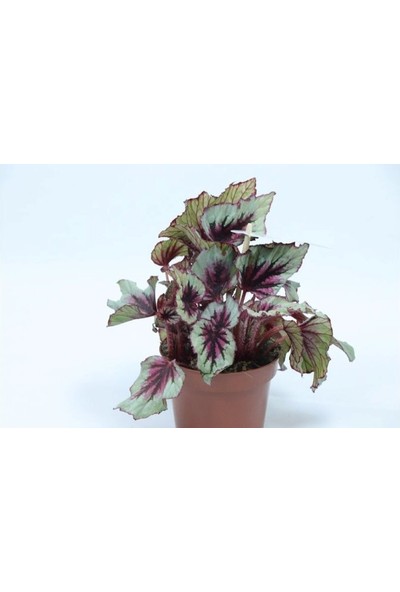 Saksılı Ithal Rex Begonya ( Dışı Gri Içi Bordo Renkli )( 12 cm Saksı ) (Begonia Rex)