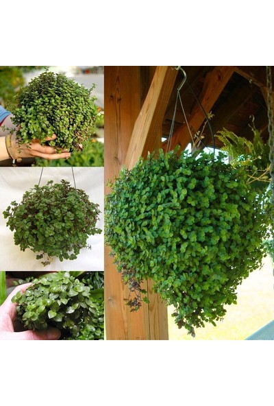 Saksılı Callisia Repens Sukulent (5.5 Luk Saksıda)