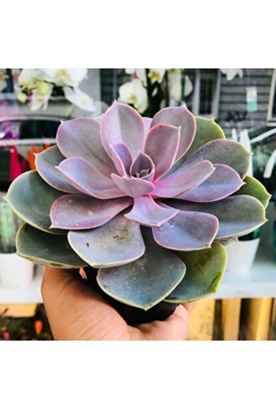 Saksılı Echeveria Lilacina Blue - Koyu Pembe Etli Yaprak Sukulent ( 5.5 cm Lik Saksıda )