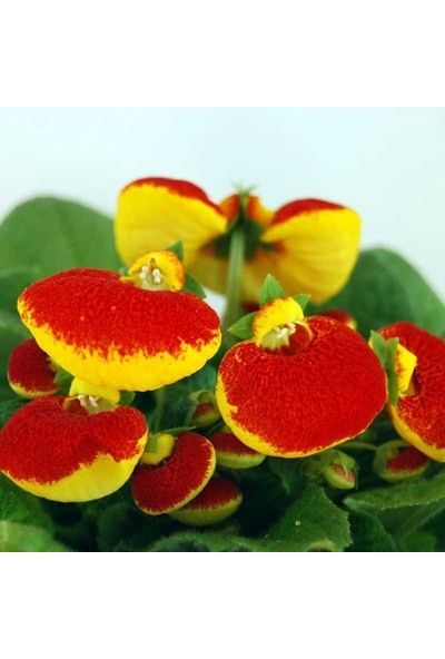Saksılı ( Galatasaray Çanta Çiçeği )( 14 Luk Saksıda) Calceolaria Herbeohybrida