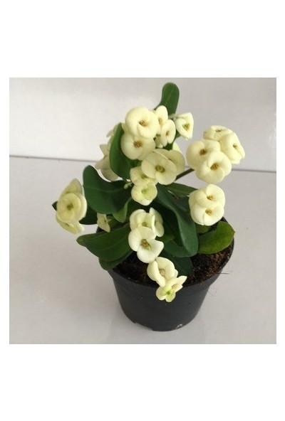 Saksılı Dikenler Tacı Çiçeği (Beyaz Renkli) (12 Lik Saksıda) Elmas Iğnesi Çiçeği Saksılı Dikenler Tacı Çiçeği (Beyaz Renkli) (12 Lik Saksıda) Elmas Iğnesi Çiçeği