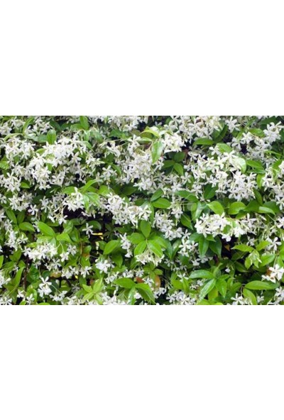 Saksılı Yoğun Kokulu Arap Yasemini Çiçeği Fidanı ( Boyu 110-150 Cm-- 22 cm Lik Saksıda - ) Saksılı Yoğun Kokulu Arap Yasemini Çiçeği Fidanı ( Boyu 110-150 Cm-- 22 cm Lik Saksıda - )