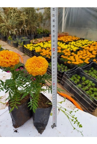 Tüplü Turuncu Kadife Çiçeği Fidesi ( 7 Lik Tüplerde)