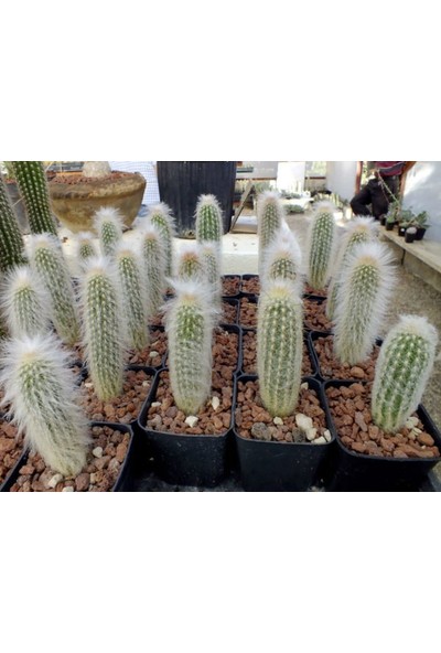 Saksılı Espostoa Lanata Kaktüs (5.5 Luk Saksıda)