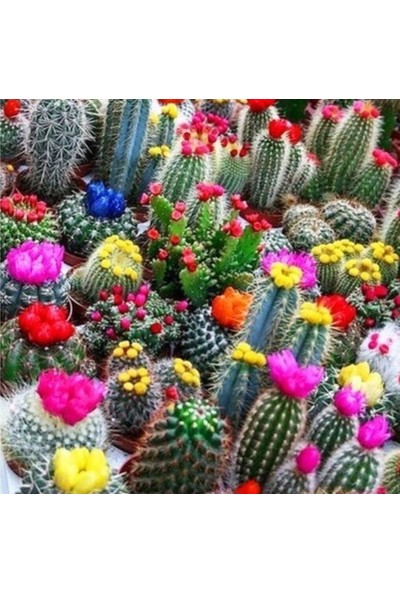 Saksılı ( Karışık 6 Adet Yapıştırma Çiçekli Canlı Kaktüs )(5.5 Luk Saksıda) Saksılı ( Karışık 6 Adet Yapıştırma Çiçekli Canlı Kaktüs )(5.5 Luk Saksıda)